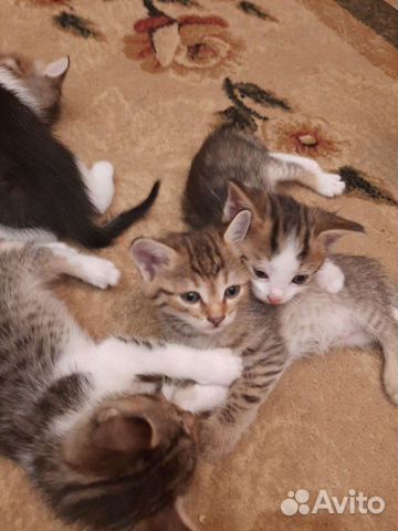 Кошки в добрые руки бесплатно