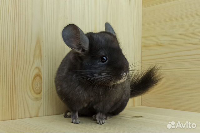 Шиншилла эбони нкпа самка Душица