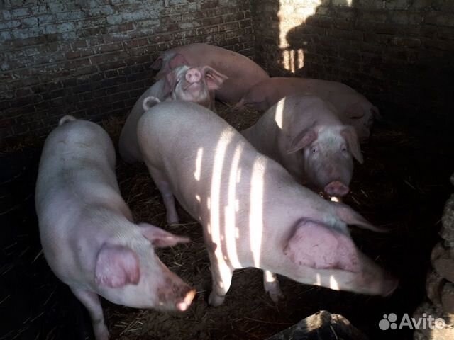 Продаются поросята