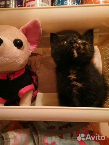 Чудная девочка