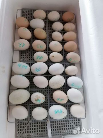 Инкубационное яйцо утиное