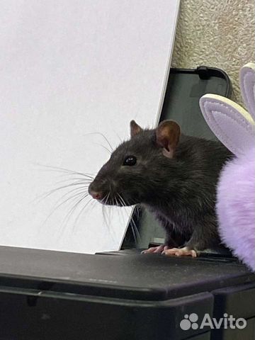 Декоративная крыса