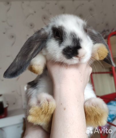 Декоративный карликовый вислоухий крольчонок