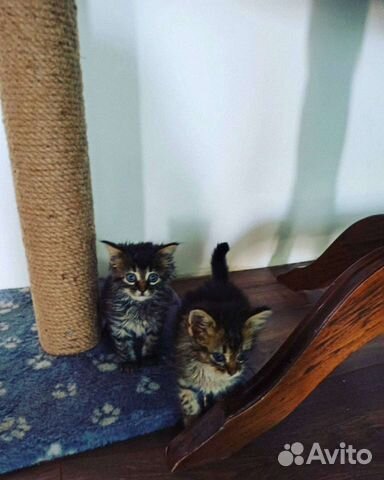 Котята в добрые руки бесплатно