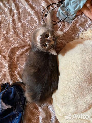 Отдам кошку в добрые руки
