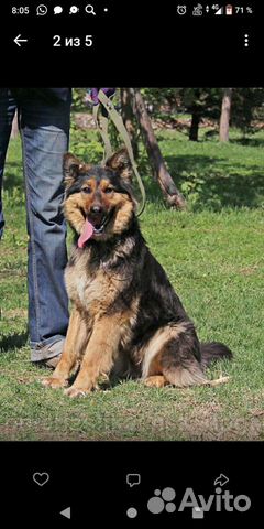 Немецкая овчарка метис