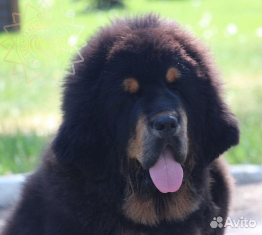 Щеночек Тибетского мастифа