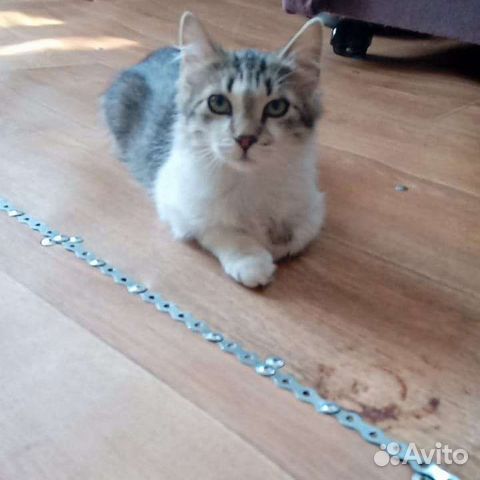 Котятки красавцы братики