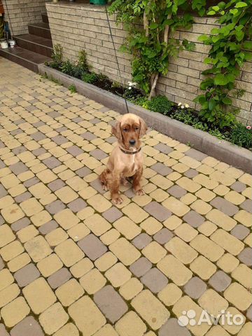 Кокер спаниель (вязка)