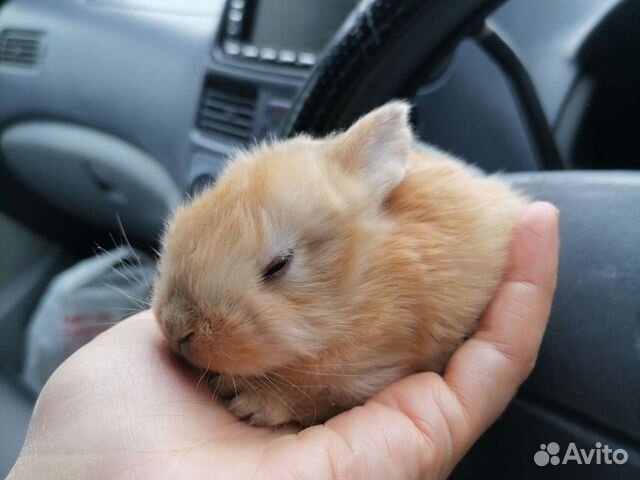 Кролик бесплатно