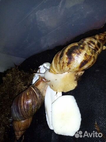 Улитки ахатины(альбиносы)