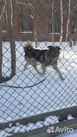 Грей в поисках дома