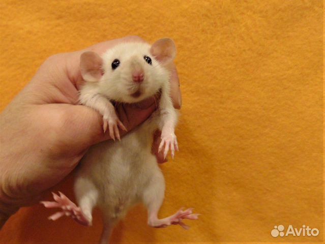 Крысы.крысята дамбо, стандарт от заводчика, клетки