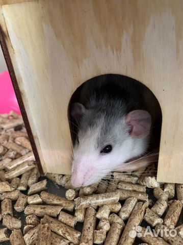 Крысы + клетка + аксессуары