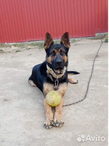 Вязка любимца