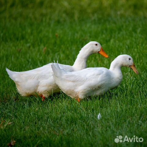 Пекинская утка