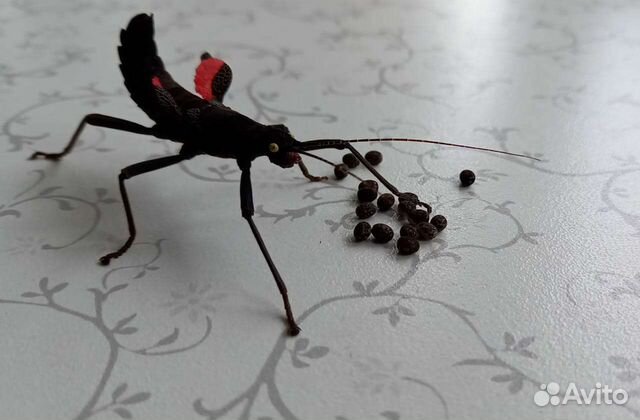 Перуанские палочники