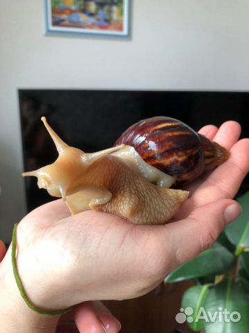 Улитки ахатины иммакулята
