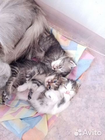 Милые котята ищут дом Мама сибирская