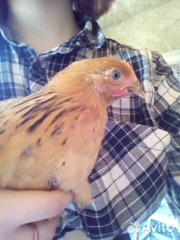 Кучинская юбилейная