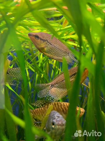 Продам гурами 9см (мраморные, жемчужные и золотые)