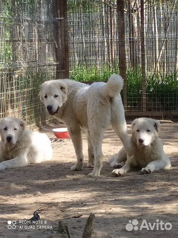Щенки алабая.Только туркменские крови