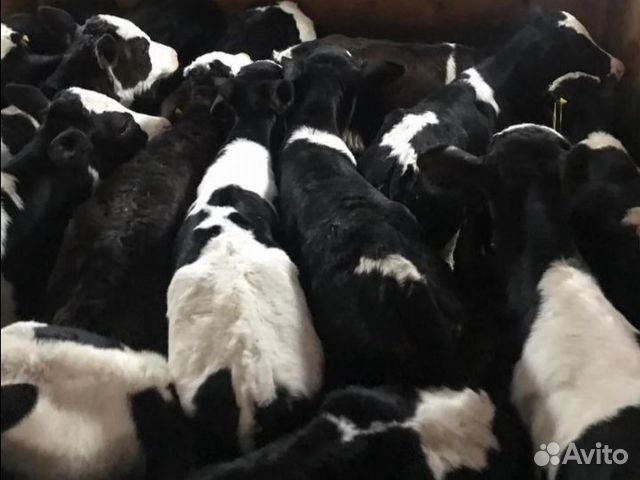 Бычки породистые 43