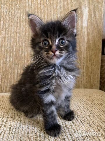 Котята курильский бобтейл