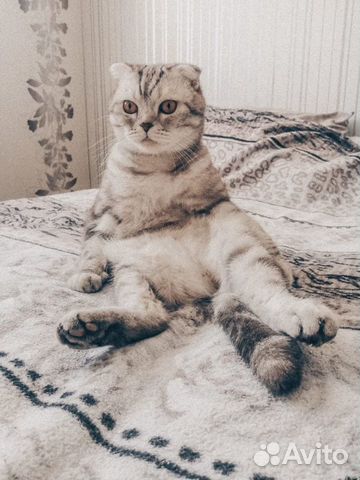Бесплатно в добрые руки