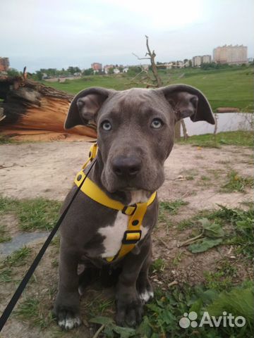 Питбуль голубой щенок