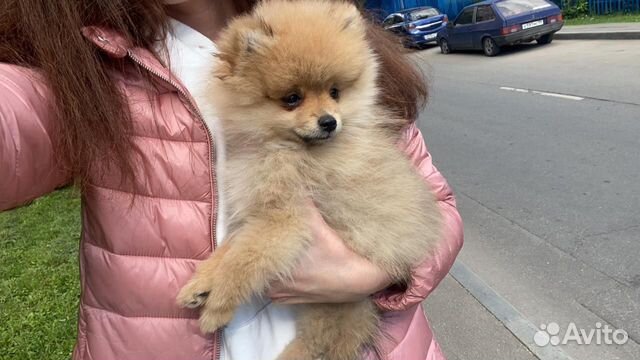 Шпиц