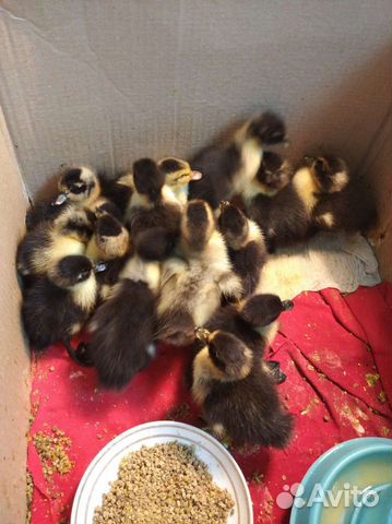Утята Башкирские от домашних уток