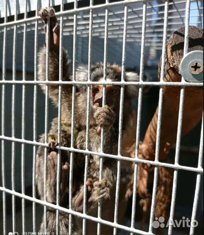 Продам маленьких обезьянок
