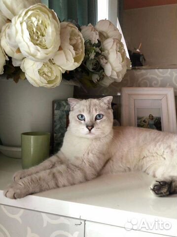 Породистый котик ищет дом, передержку