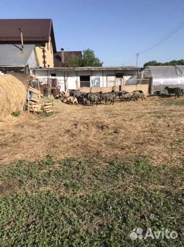 Барашки овцы ягнята