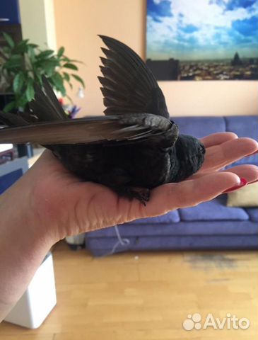 Отдам в хорошие руки птенца галки