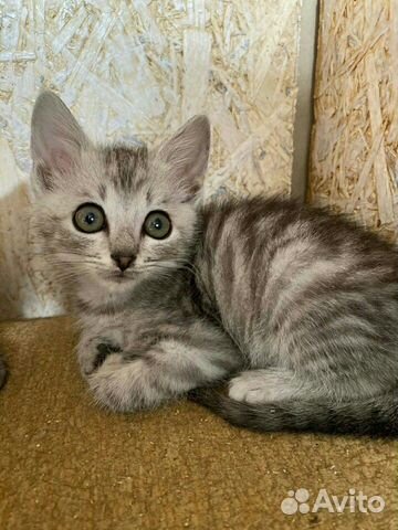 Шикарный мальчик ищет дом