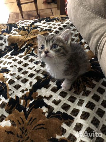 Отдам котенка в добрые руки. Очень ласковый и игри