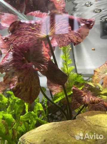 Аквариумные растения