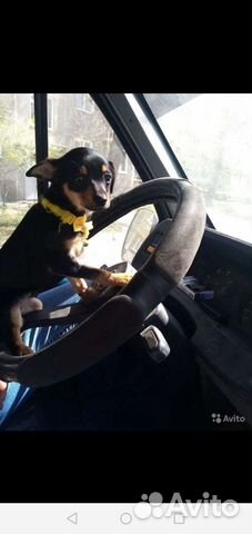 Домашние животные собаки