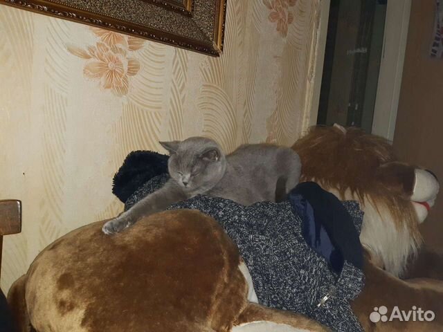 Британская кашечка в добрые руки