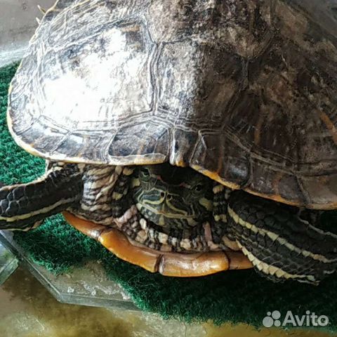 Черепаха красноухая, девочка