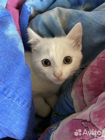 Белый котенок девочка