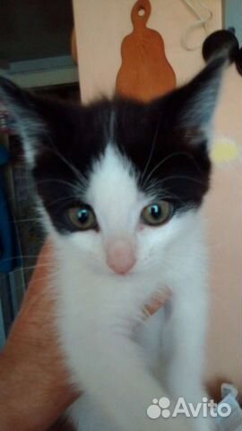 Котята в хорошие руки