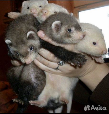 Хорьки 1,5 мес