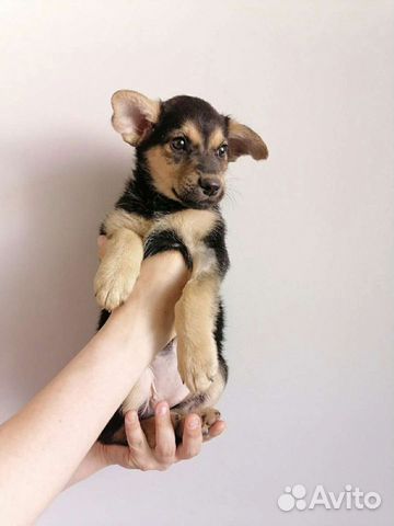 Щенок Кнопа 2 месяца