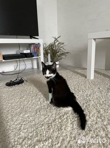 Отдам в добрые руки