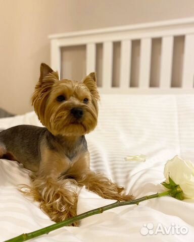 Йоркширский терьер вязка