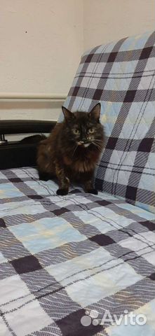 Кошечка в добрые руки