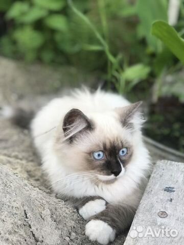 Невские маскарадные котята